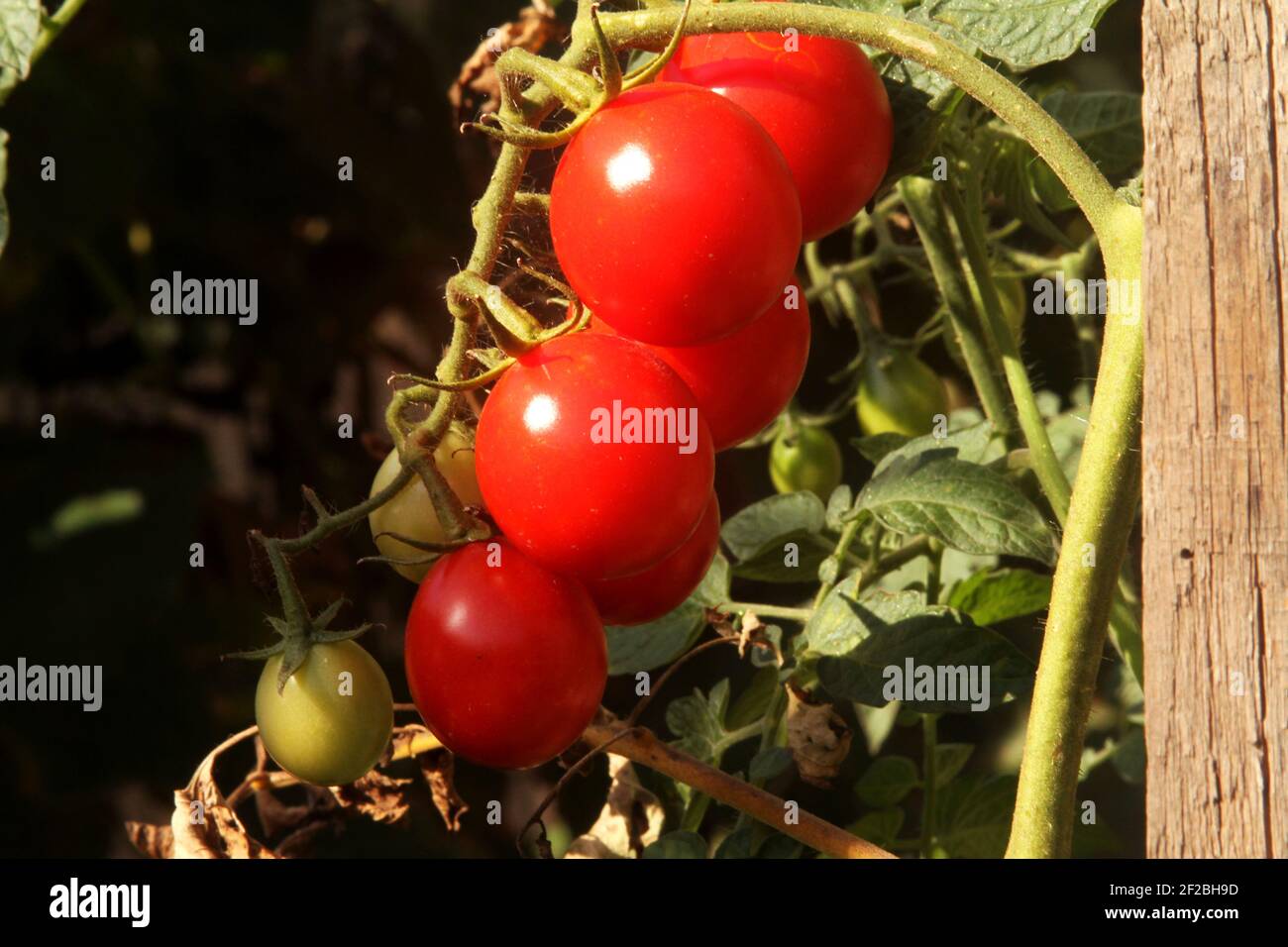 Tomatoes growing on the vine Stock Photo - Alamy
