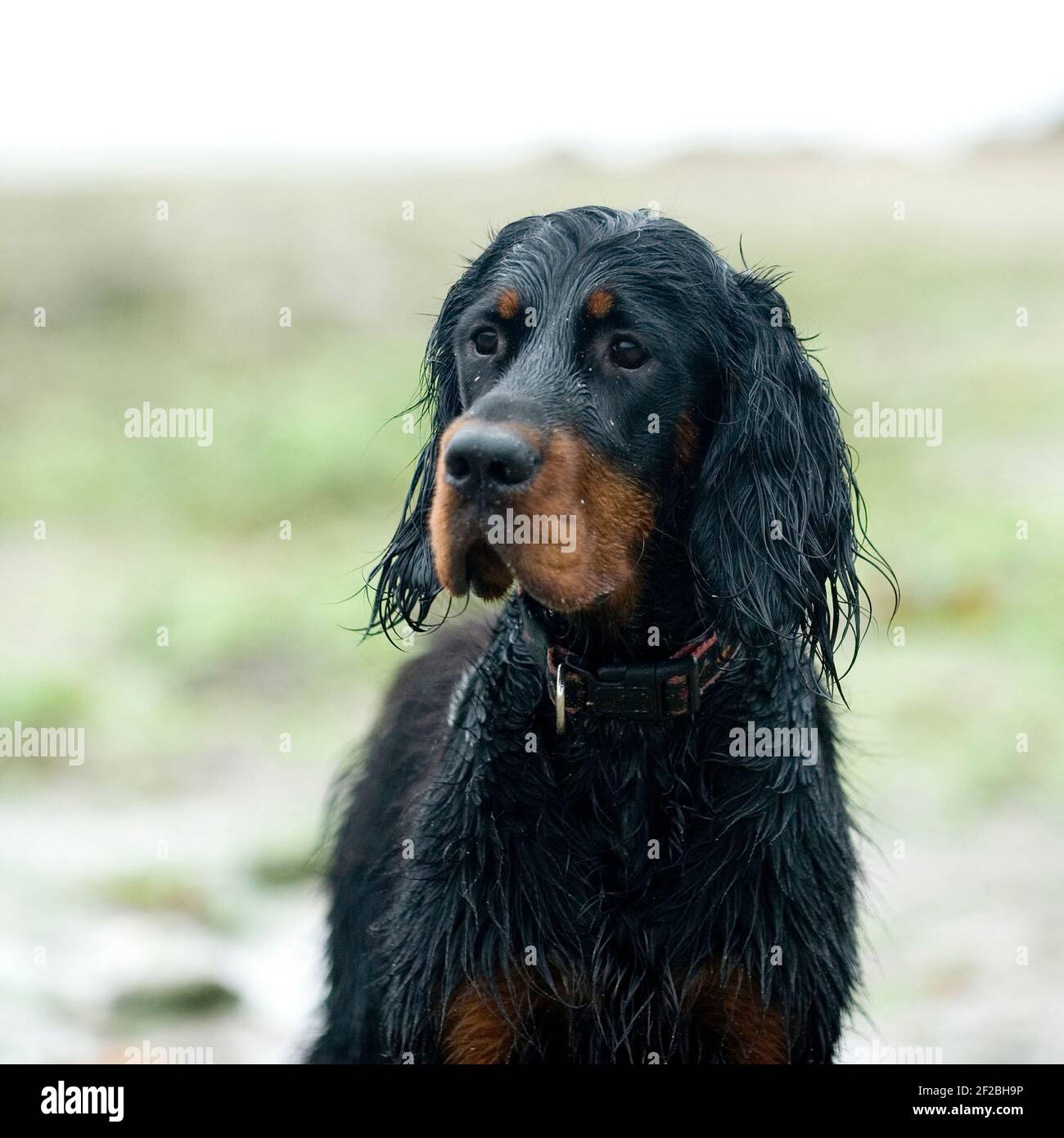 Gordon Setter Dog Stock Photo - Alamy
