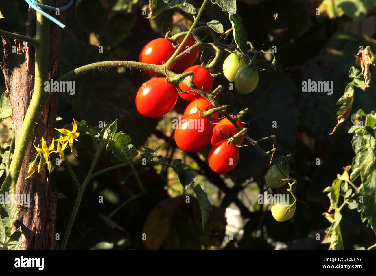 Beautiful colors on grape hi-res stock photography and images - Alamy