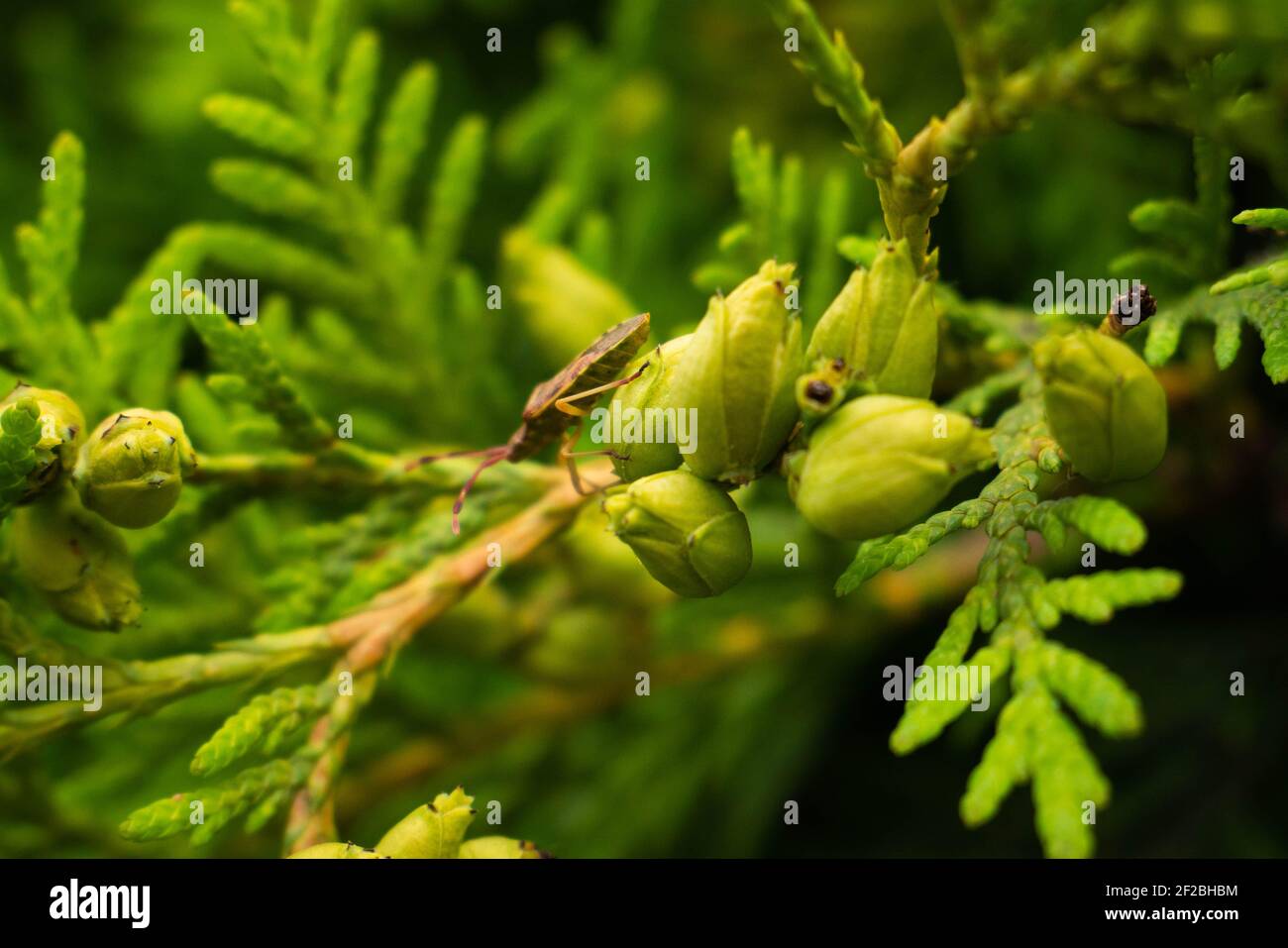 Types of buds hi-res stock photography and images - Alamy