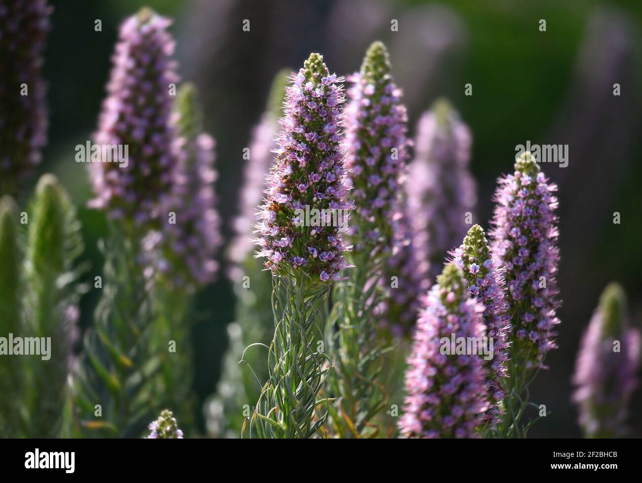 Veronica spicata (Speedwell), an ornamental flowering plant with royal ...