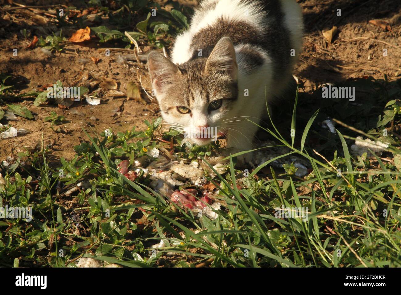 Kitten eating raw fish Stock Photo - Alamy