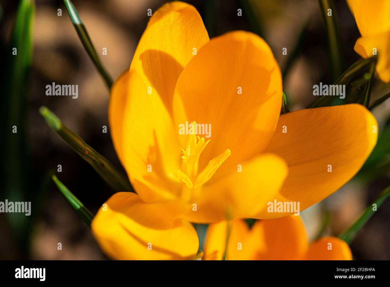 Yellow crocoideae hi-res stock photography and images - Alamy