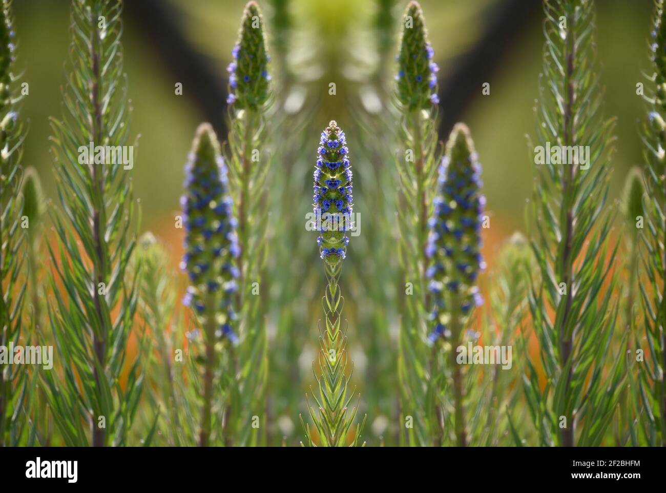 Veronica spicata (Speedwell), an ornamental flowering plant with royal ...