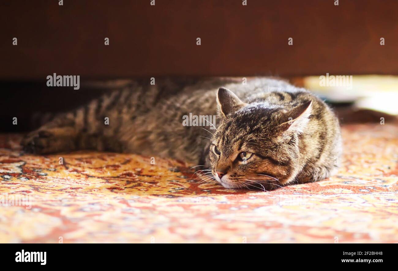 Lazy striped domestic cat relaxing on colorful carpet at home Stock ...