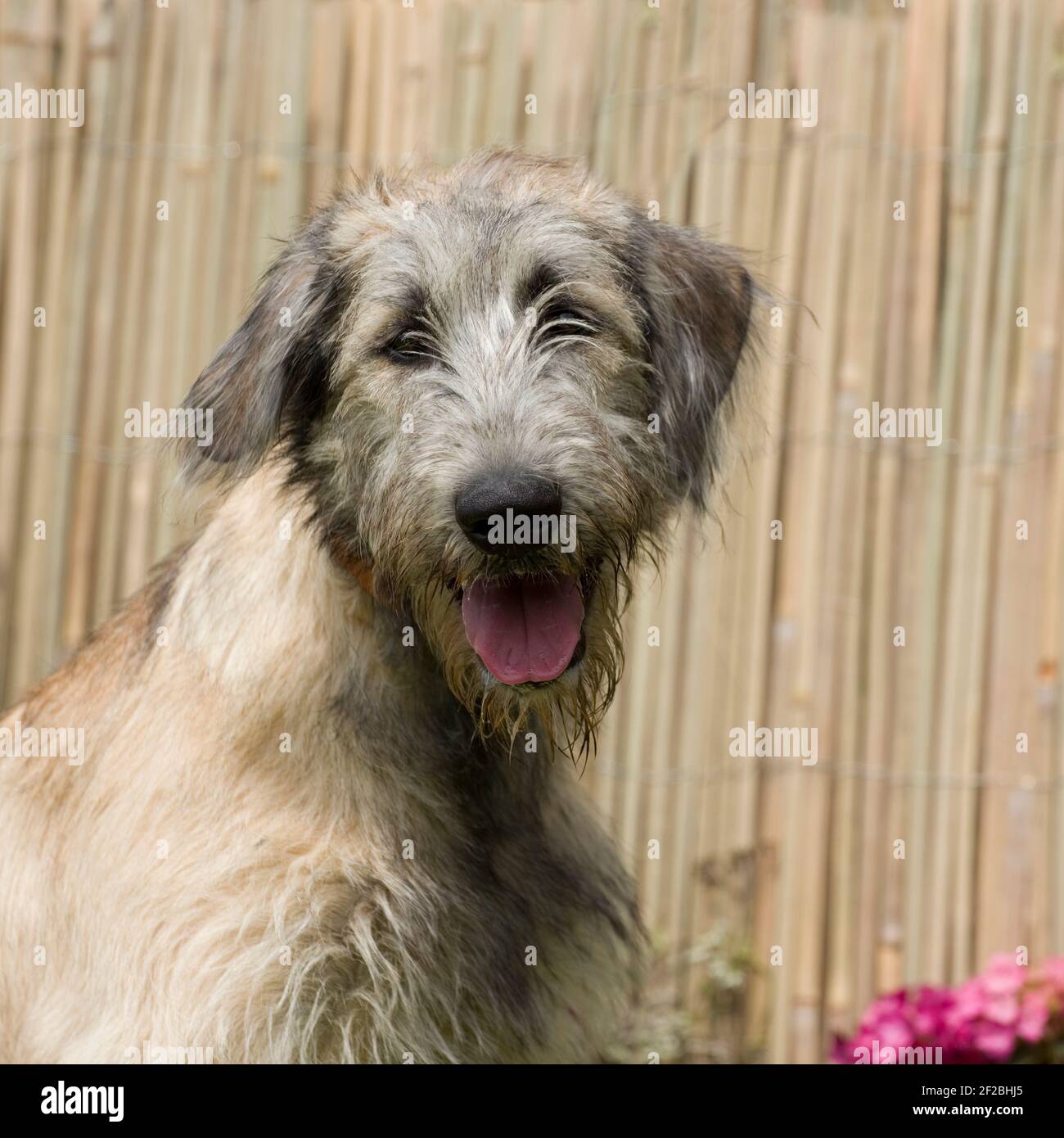 irish wolfhound puppy Stock Photo - Alamy