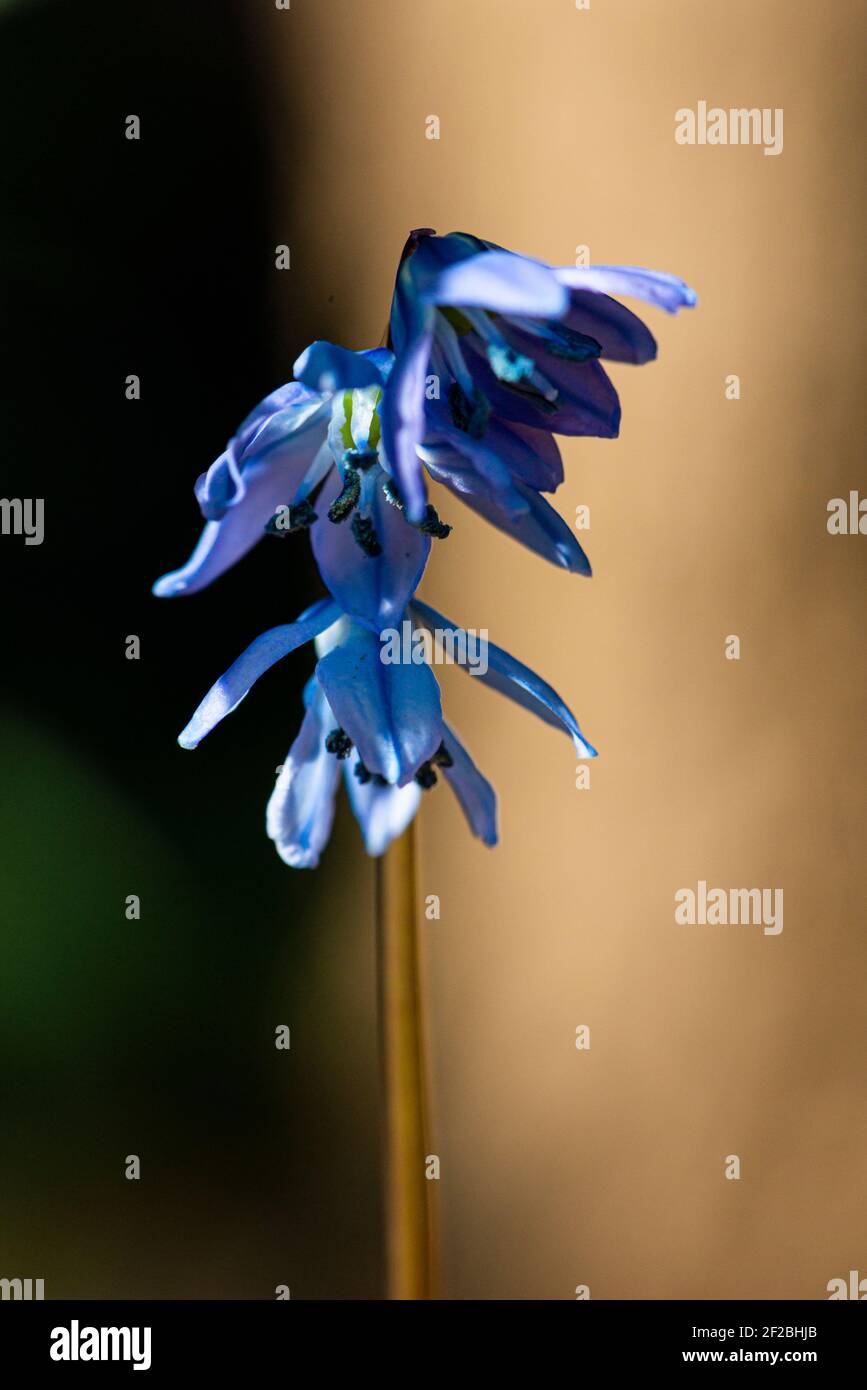 The flowers of a Siberian squill (Scilla siberica Stock Photo - Alamy