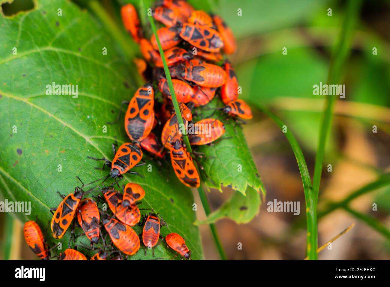 A view from the above on the group of red firebug shield bugs. close up ...