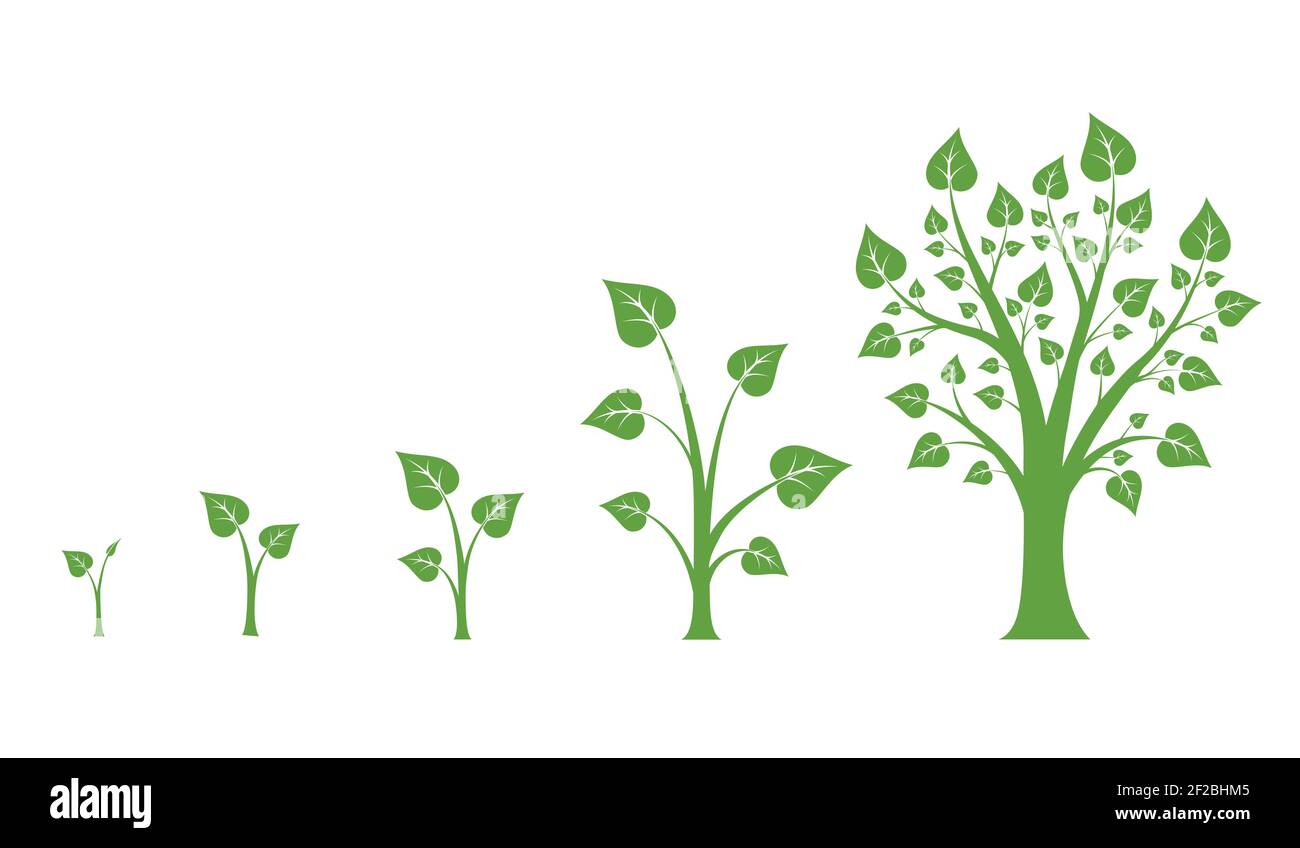 Tree growth vector diagram. Green tree growth, nature leaf growth ...