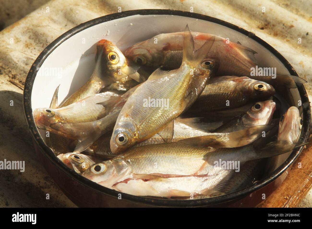 Bowl of fresh raw fish cleaned up and ready to be cooked Stock Photo ...