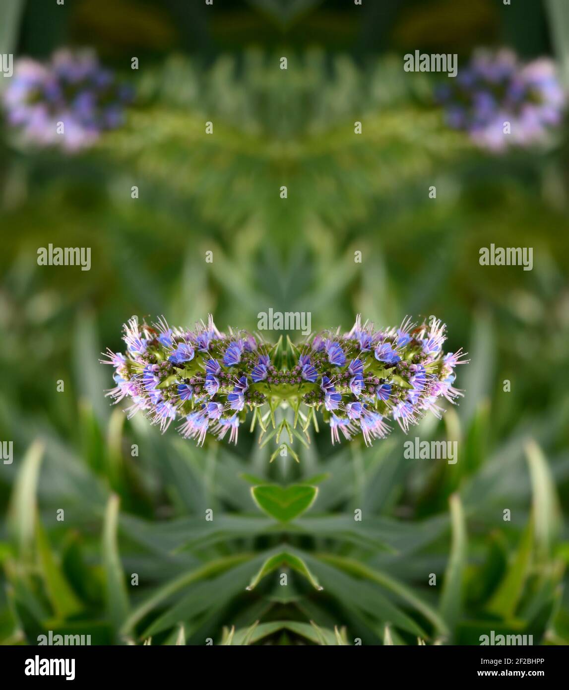 Veronica spicata (Speedwell), an ornamental flowering plant with royal ...