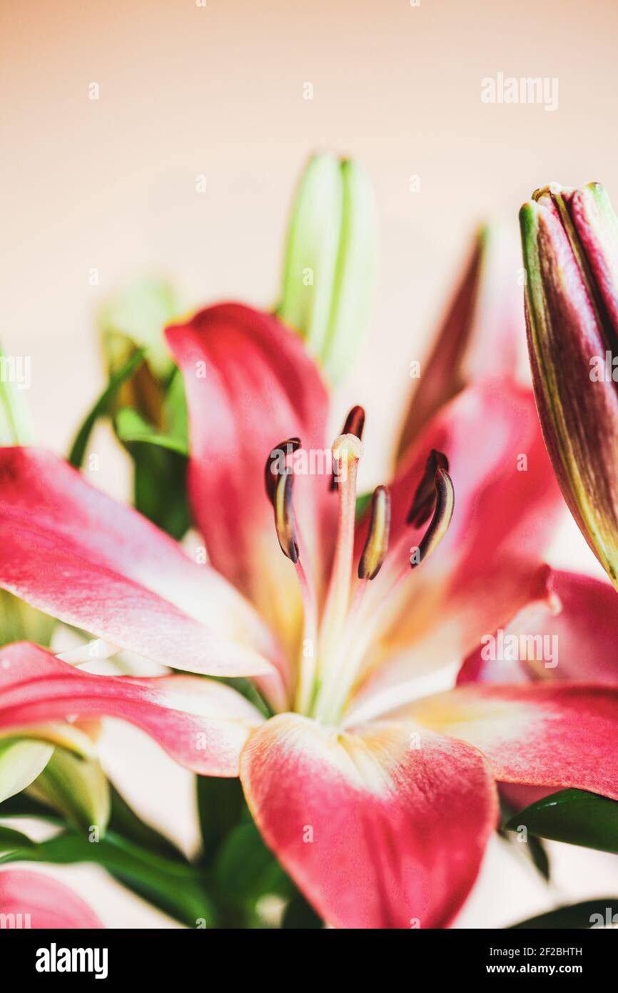 Lilium hybrid hi-res stock photography and images - Alamy