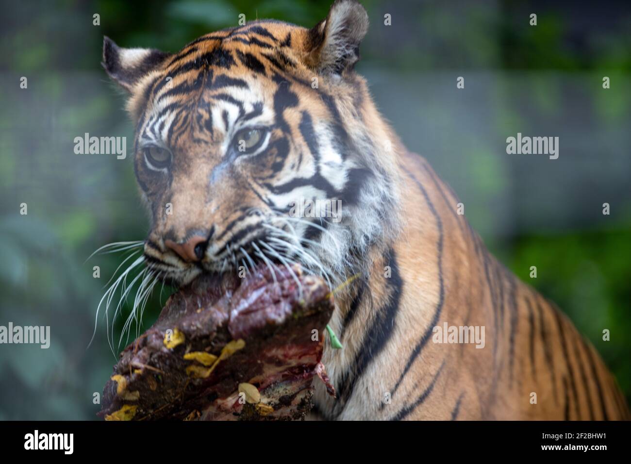 Tiger eating meat hi-res stock photography and images - Alamy