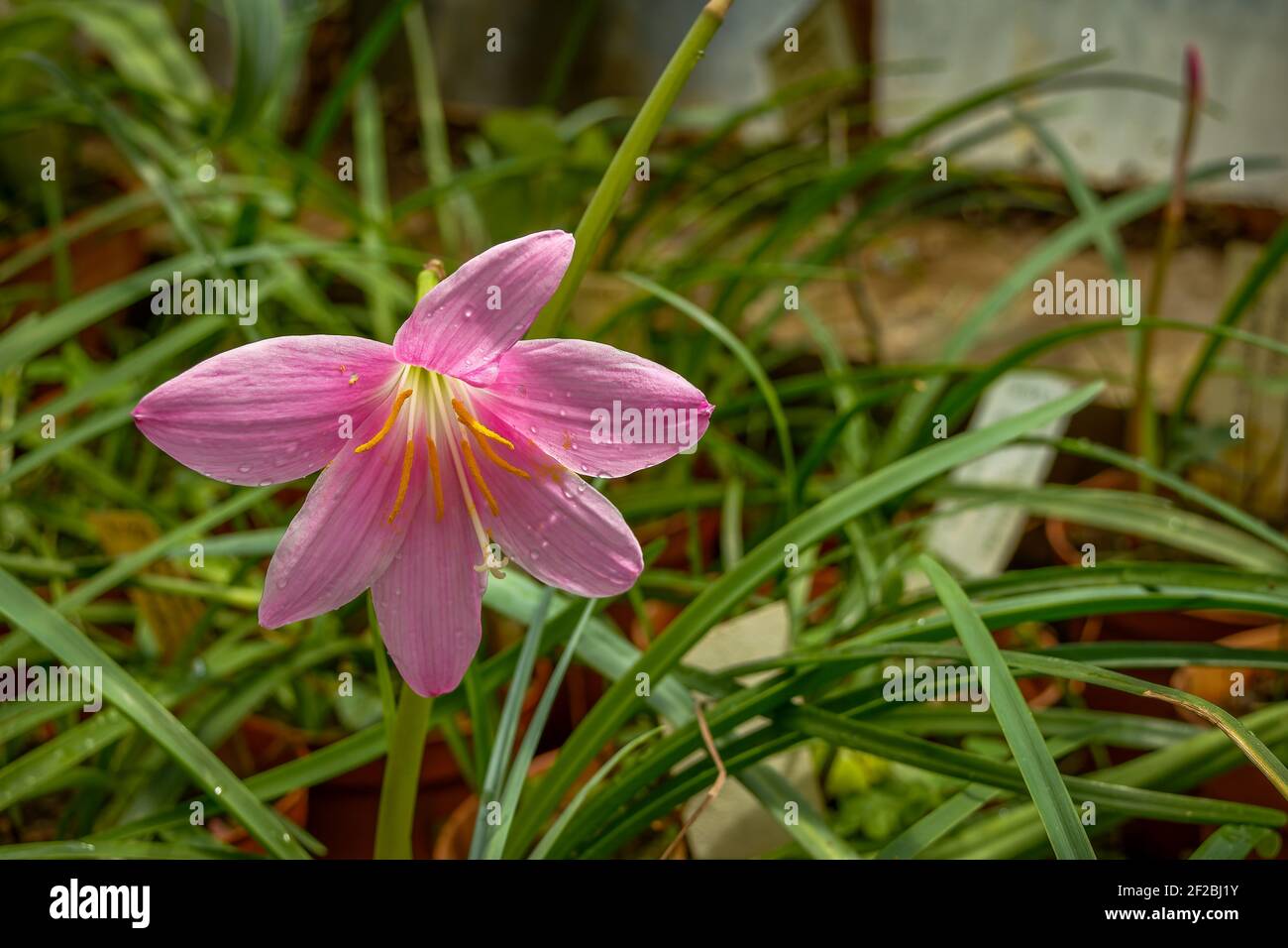 Pink tropical flower covered with water drops, close-up photo of pink ...