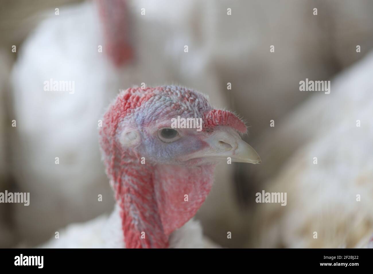 Young turkey head hi-res stock photography and images - Alamy