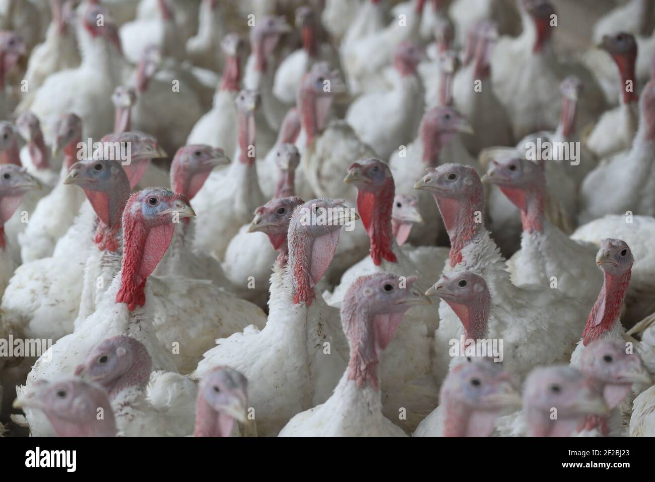 A closeup of a group of white turkeys Stock Photo - Alamy