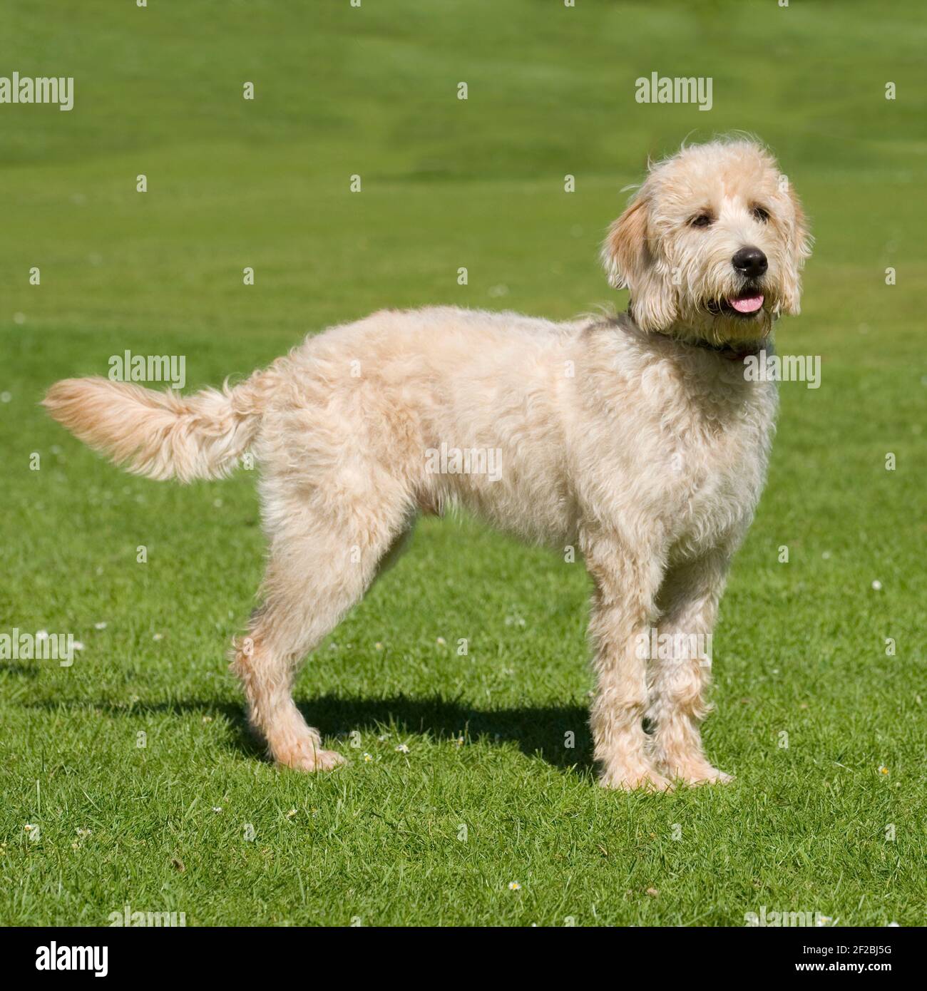 Side view side profile hi-res stock photography and images - Alamy