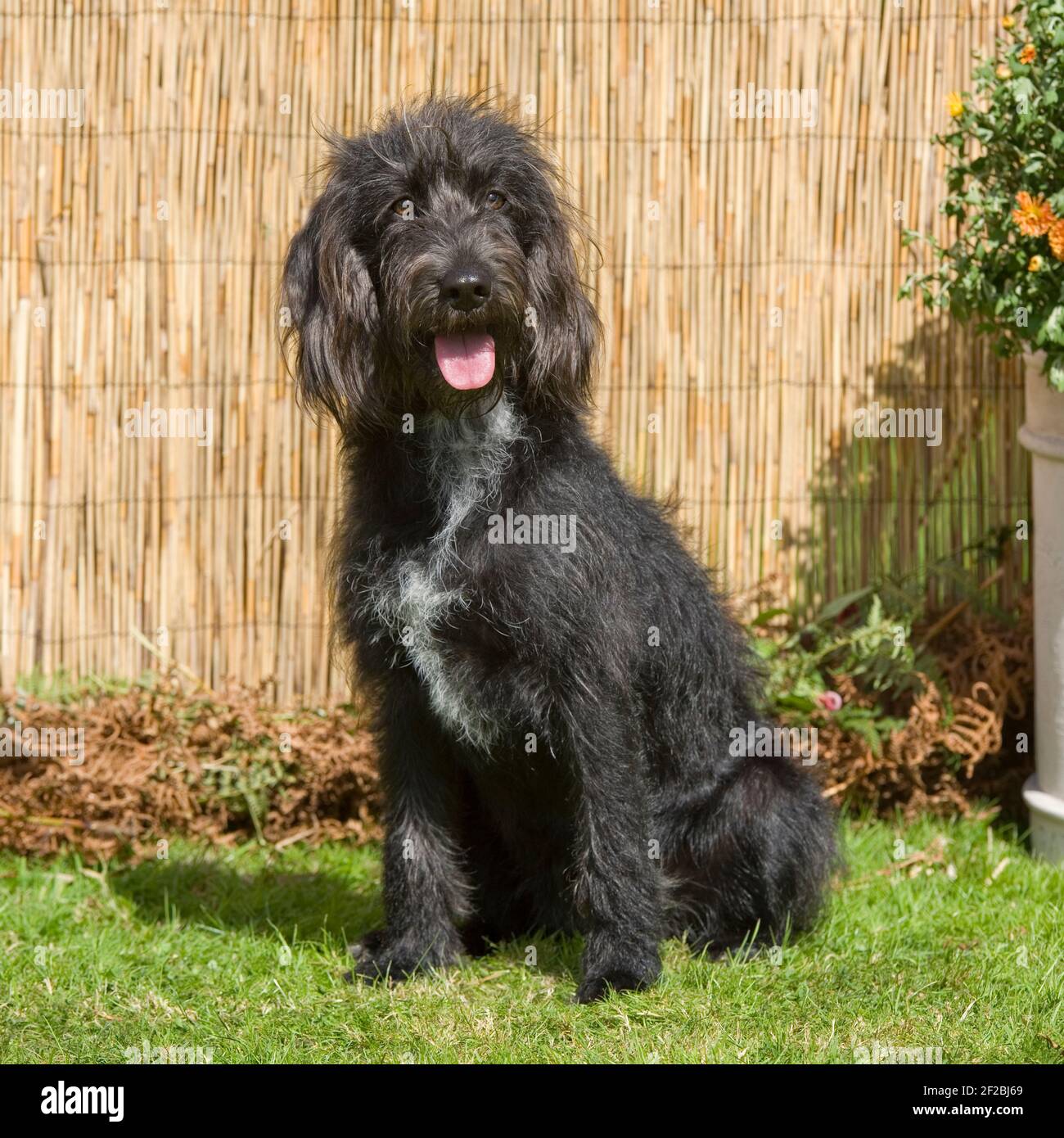 Labradoodle sitting hi-res stock photography and images - Alamy