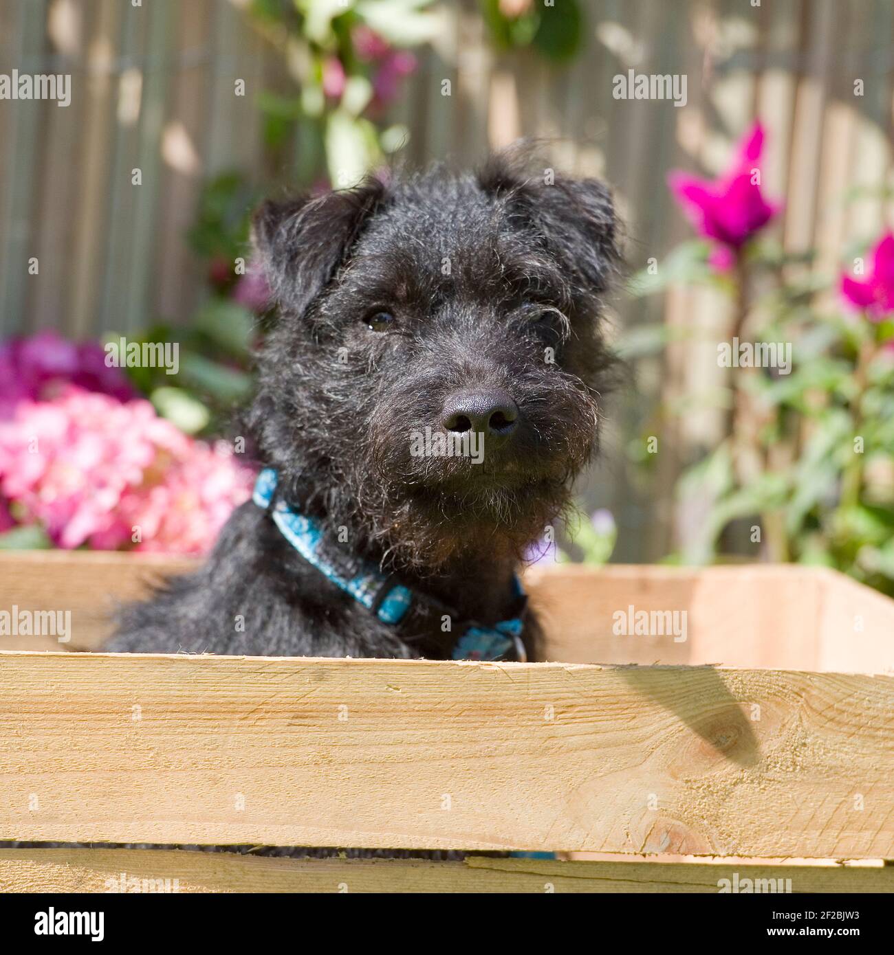 Patterdale terrier dog Stock Photo - Alamy