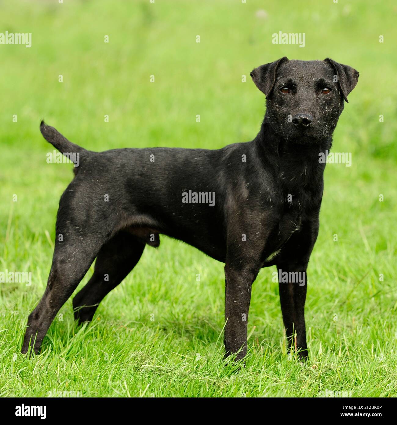 Patterdale terrier dog hi-res stock photography and images - Alamy