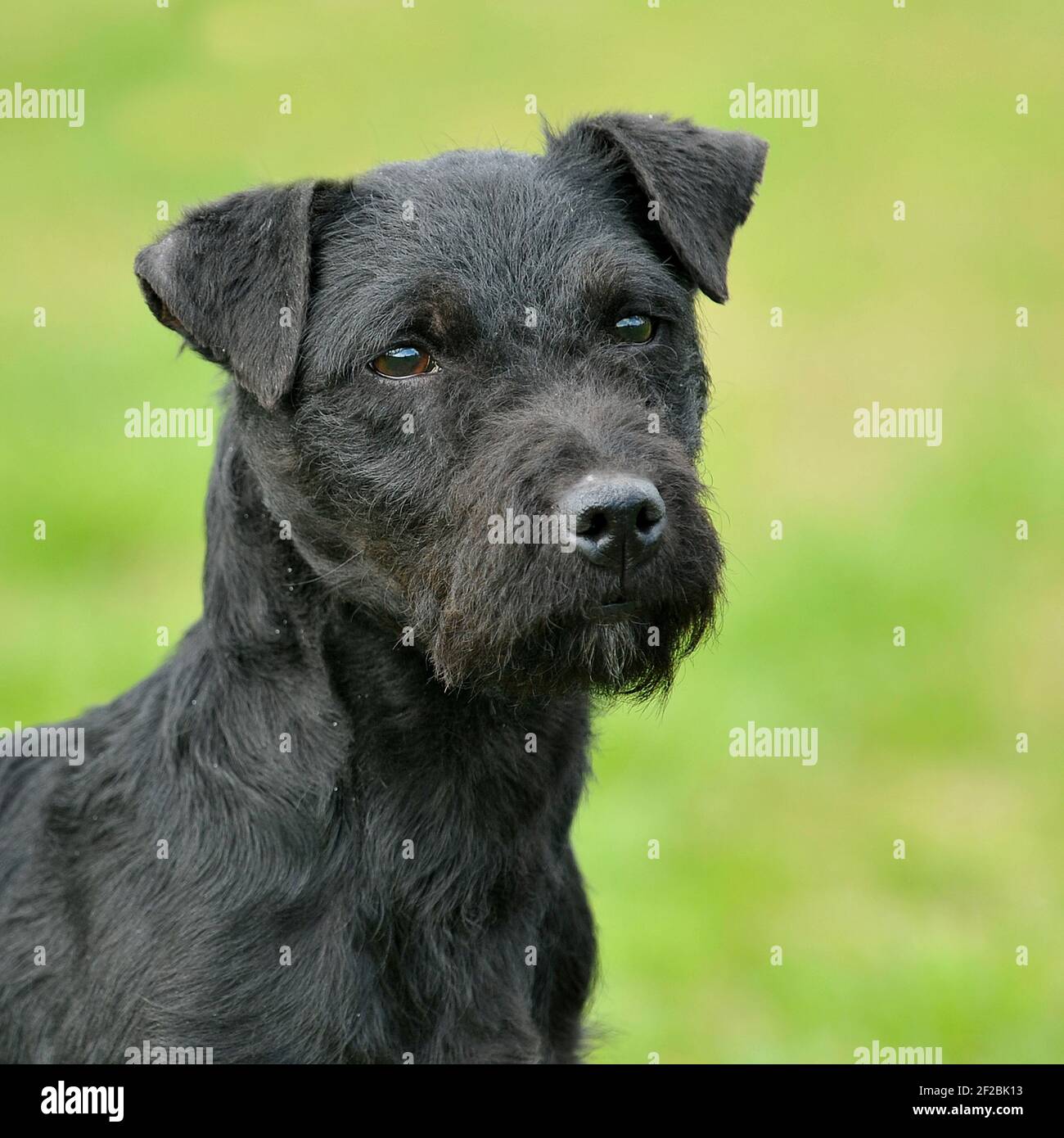 Are Patterdale Terriers Intelligent Dogs