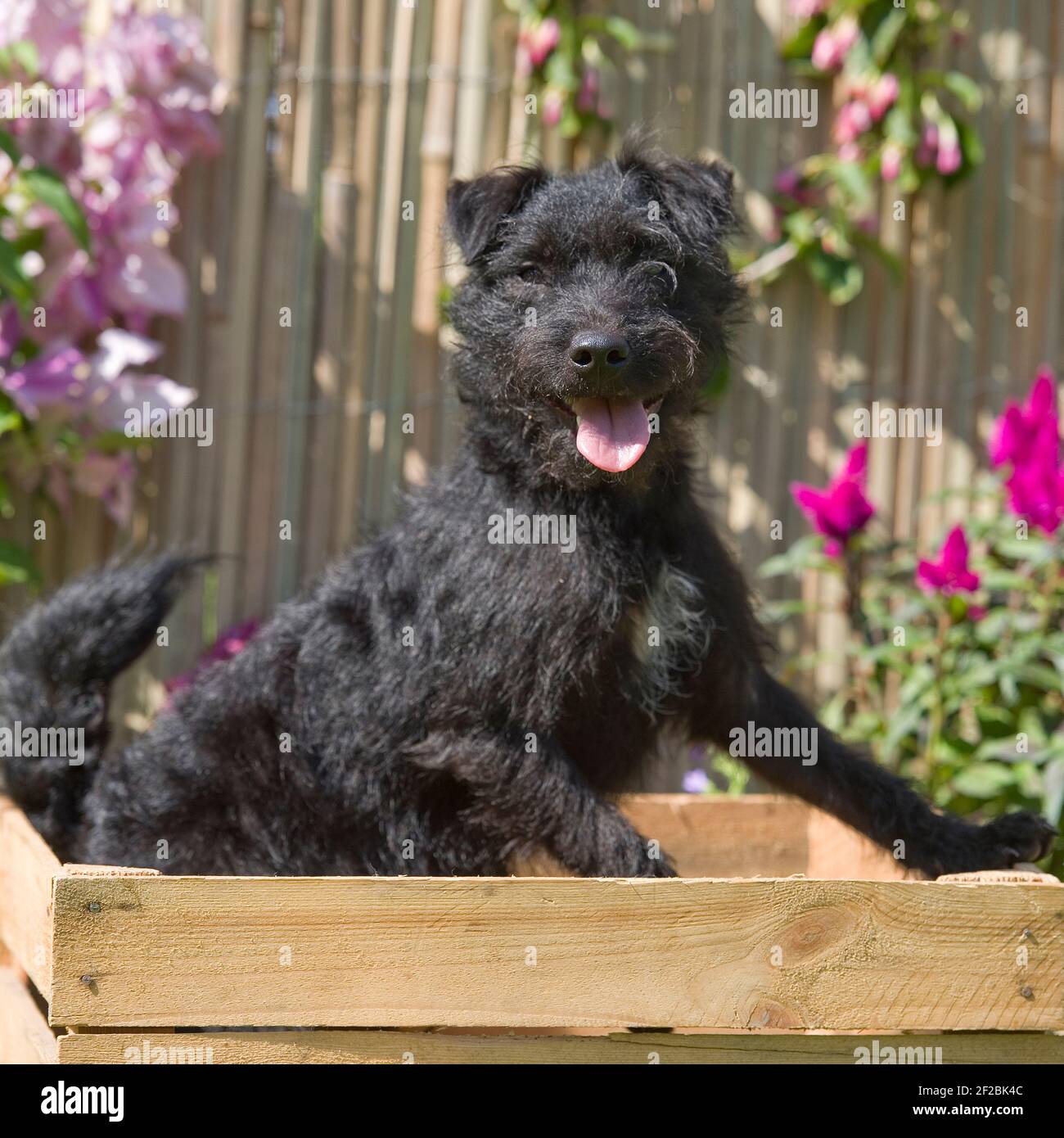 Patterdale terrier dog hi-res stock photography and images - Alamy
