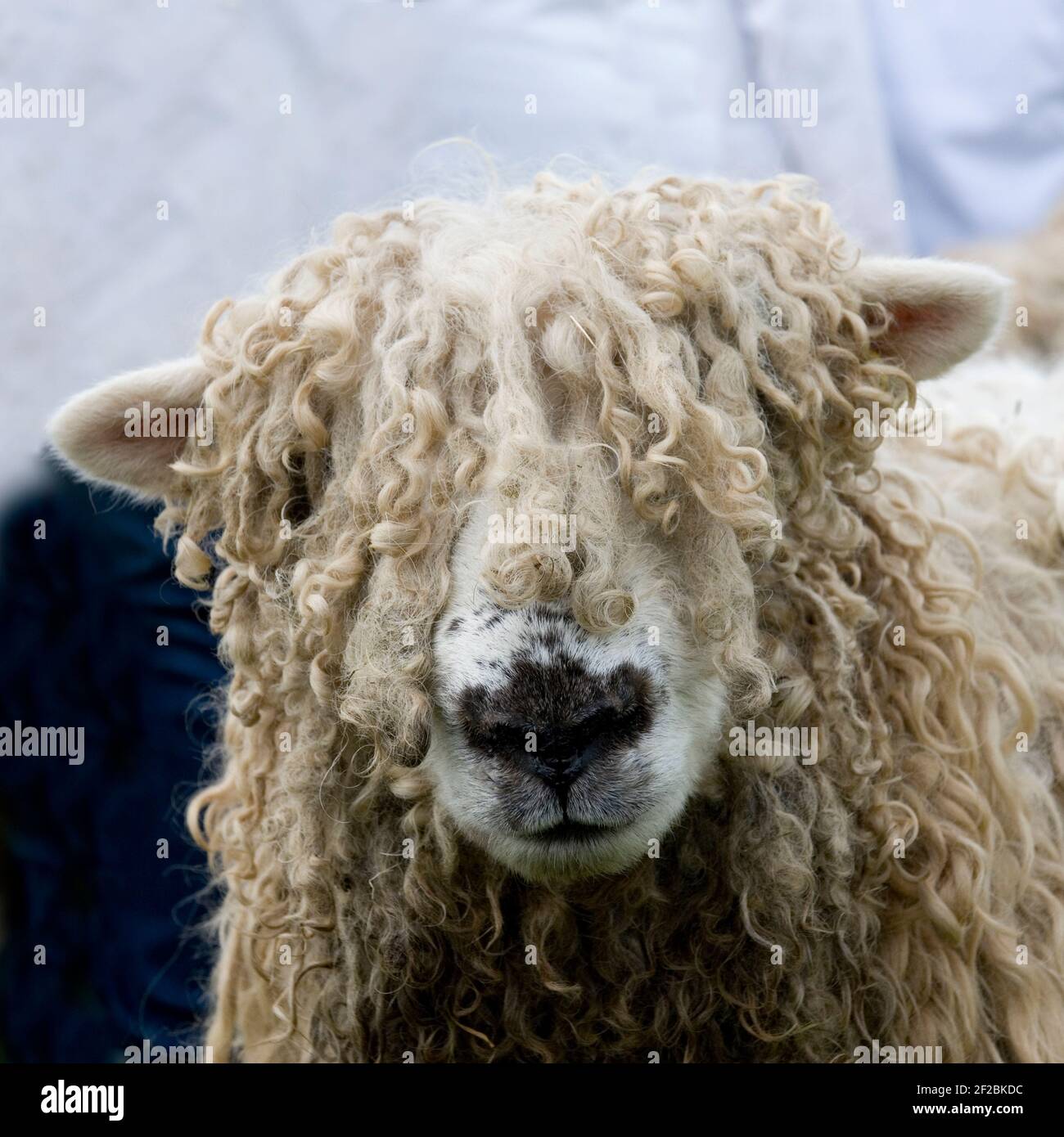 Dartmoor longwool hi-res stock photography and images - Alamy