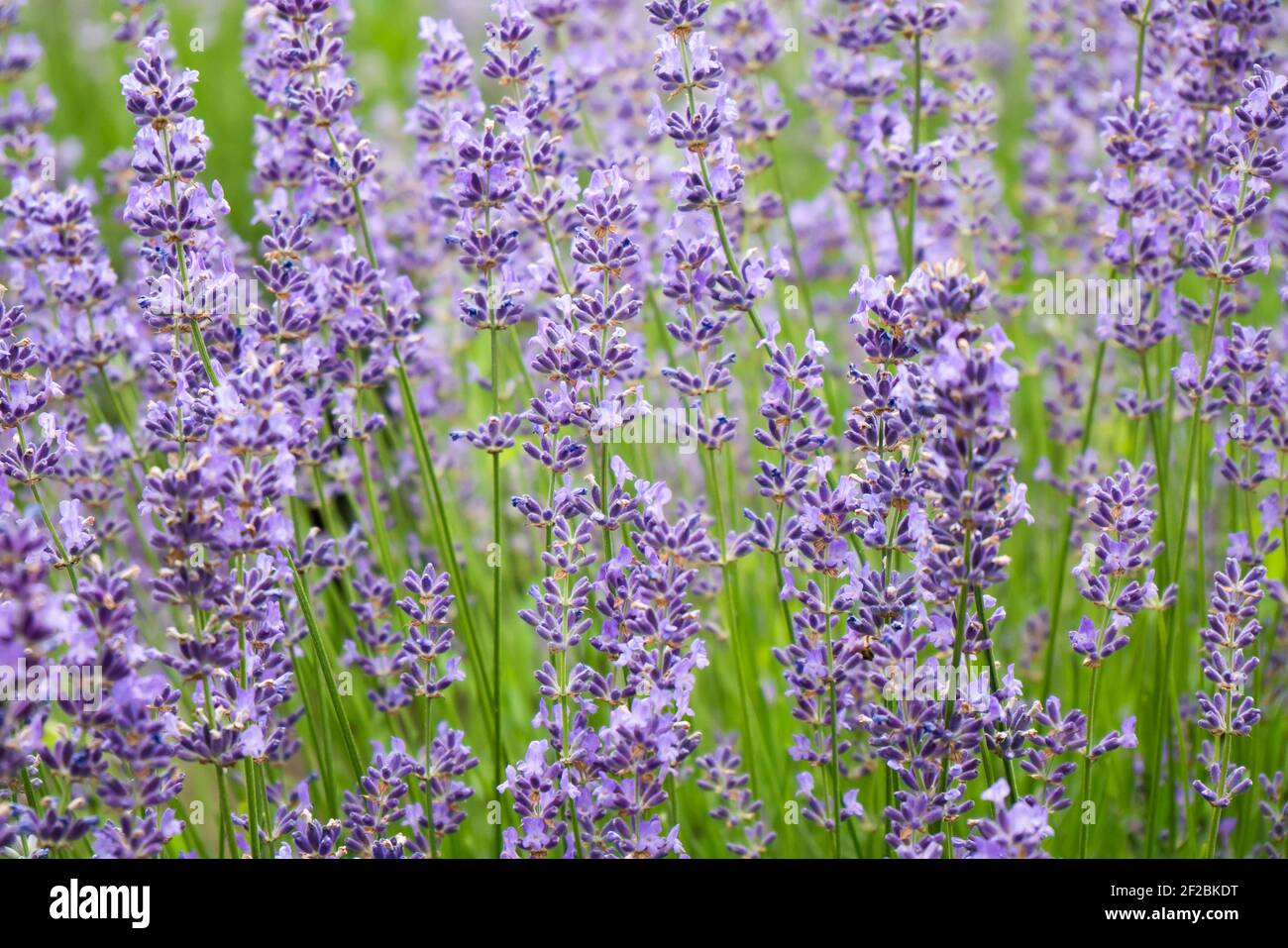 Color-saturated photo. Plantation field of purple lavender. Front view ...