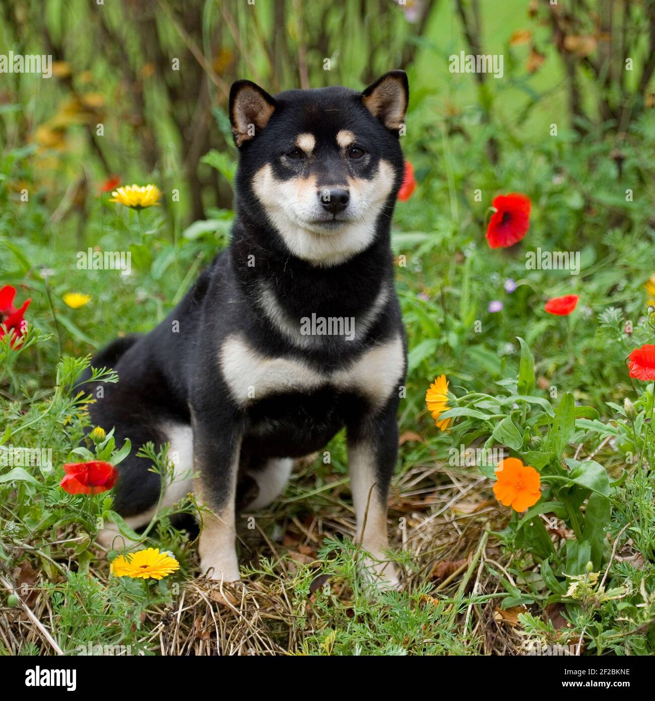 Shiba High Resolution Stock Photography and Images - Alamy