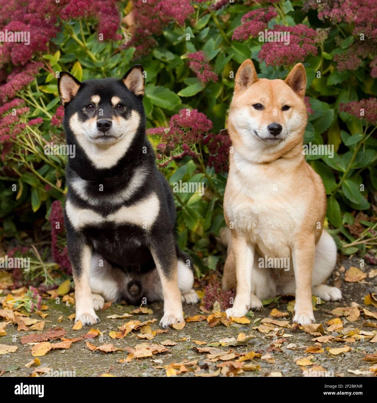shiba inu dog sitting in garden Stock Photo - Alamy