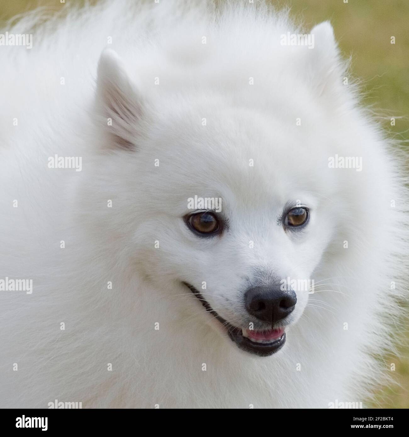 Spitz Dog High Resolution Stock Photography and Images - Alamy