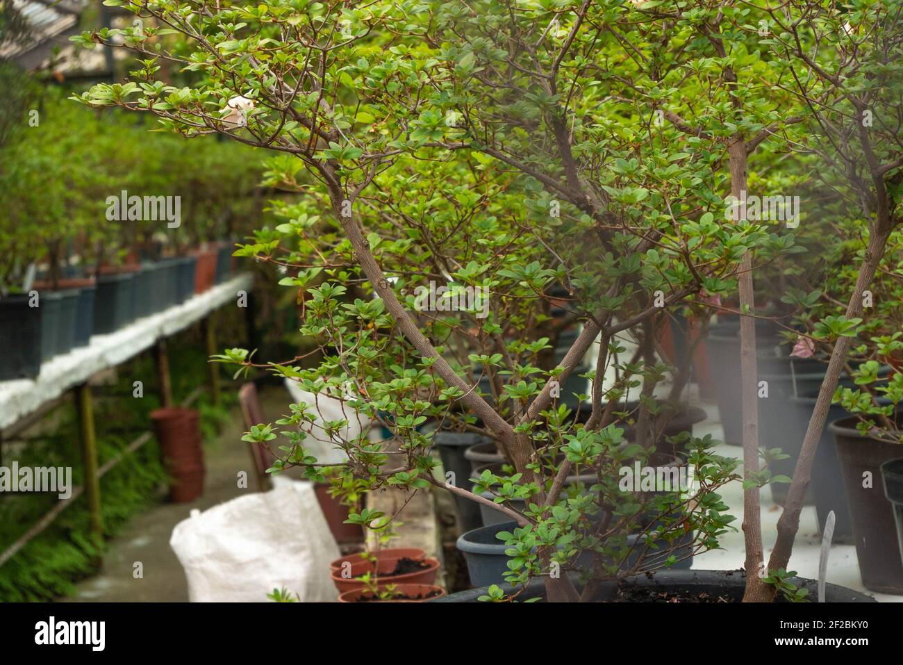 Mini trees hi-res stock photography and images - Alamy