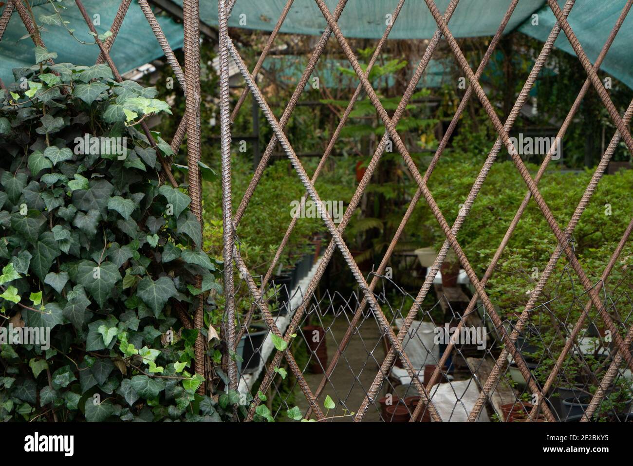 A look inside the old greenhouse through reinforcing gates in addition ...