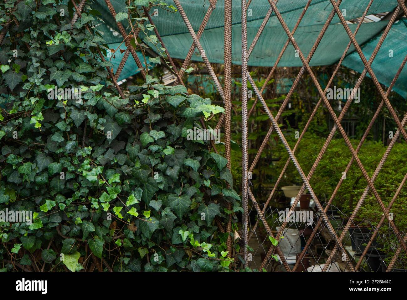 Closed gate into a decrepit greenhouse was half-braided by ivy. Trees ...