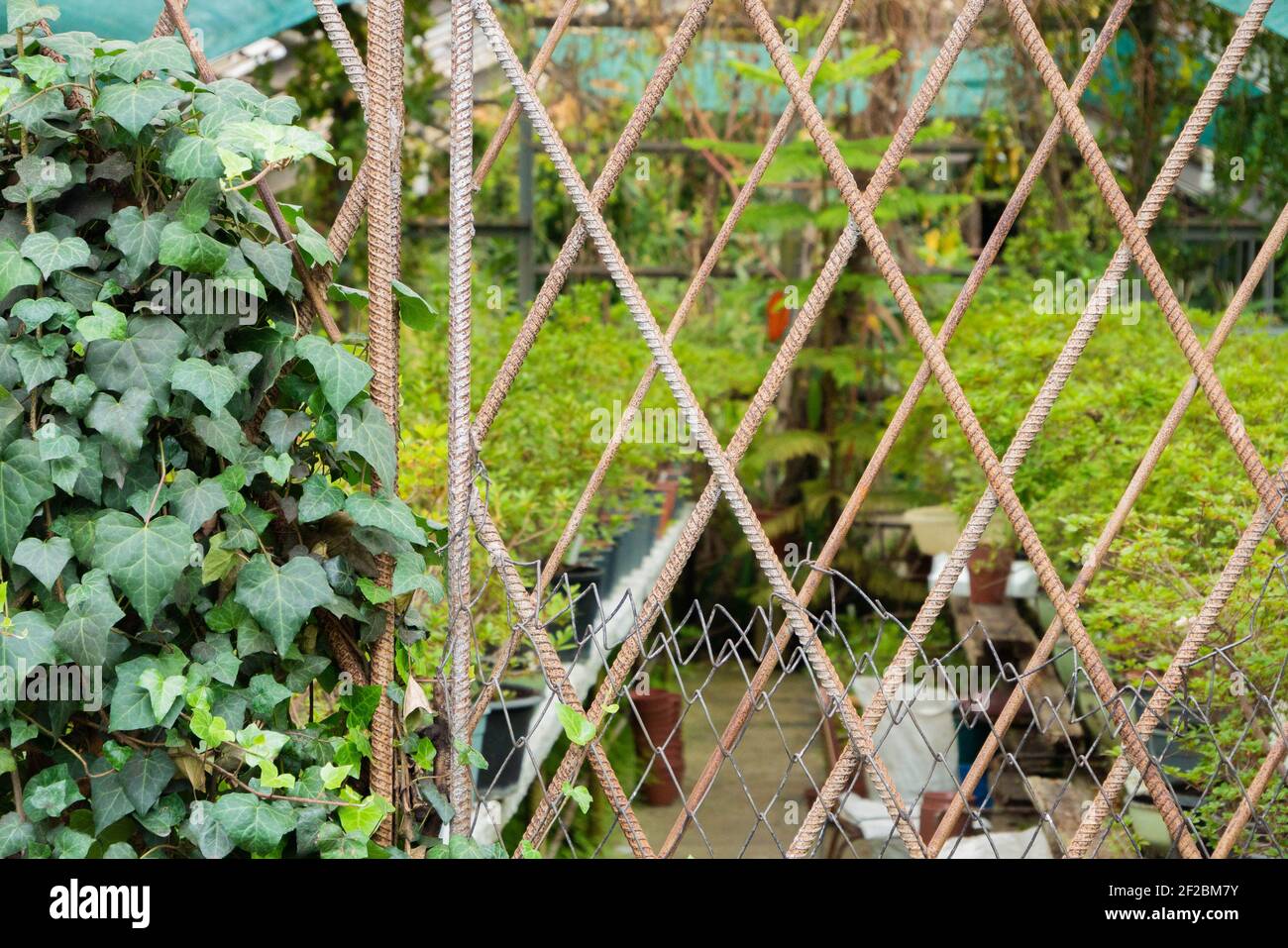 Ivy began to weave the gate. A look inside the old greenhouse through ...