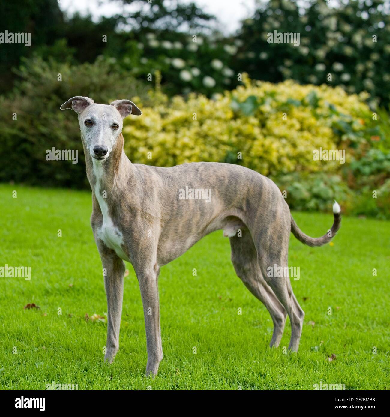 Brindle whippet hi-res stock photography and images - Alamy