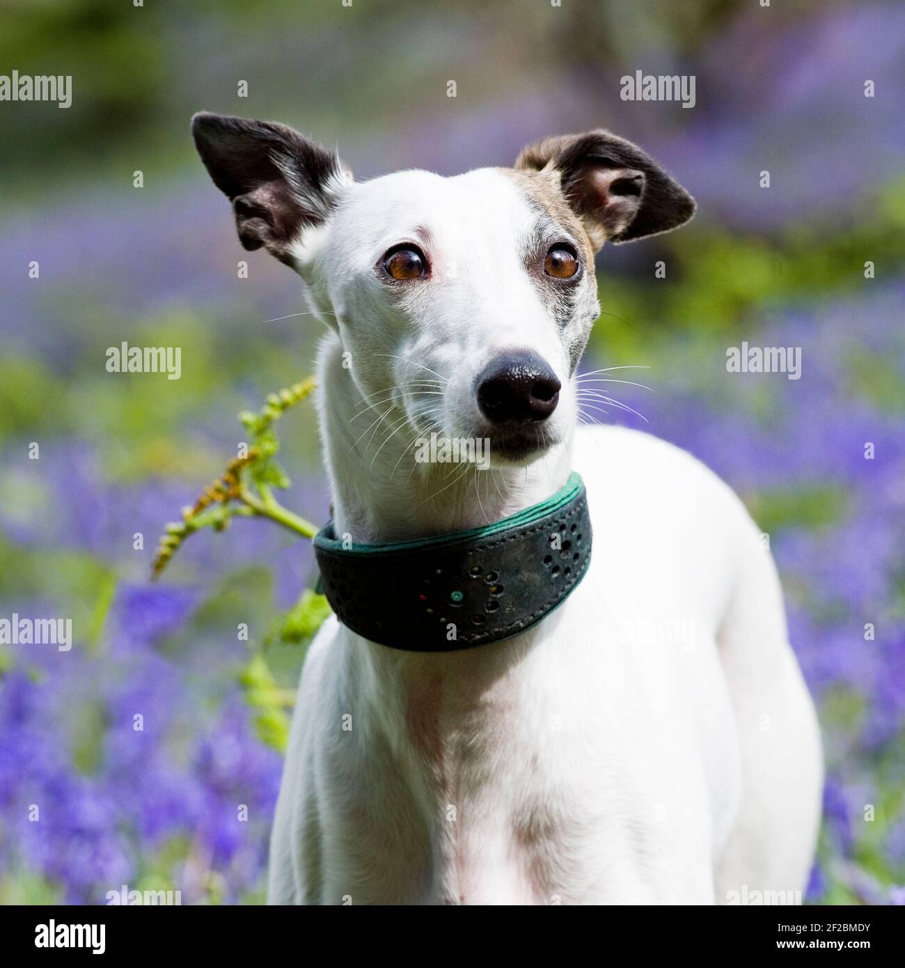 Female whippet hi-res stock photography and images - Alamy