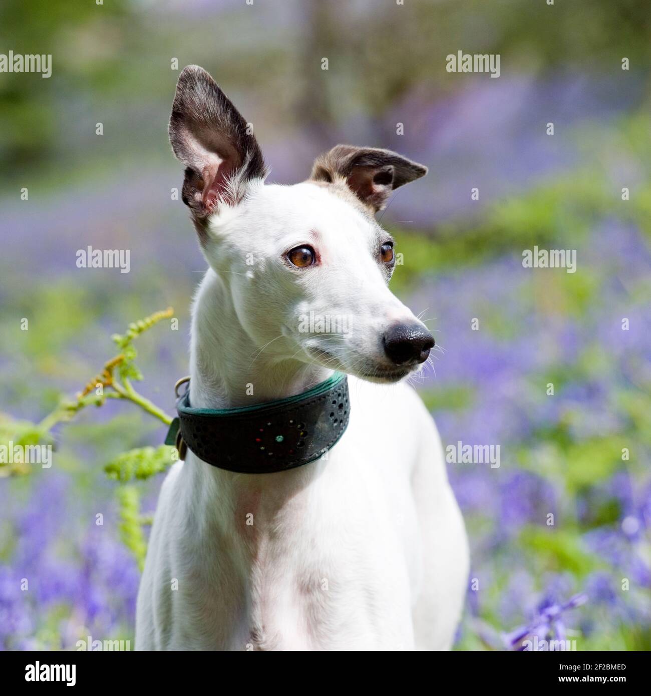 Female whippet hi-res stock photography and images - Alamy