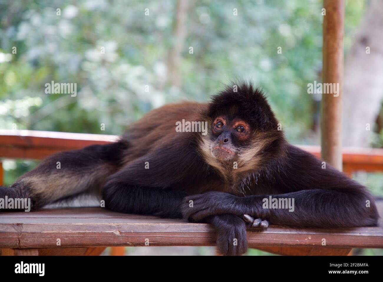 Monkey table hi-res stock photography and images - Alamy