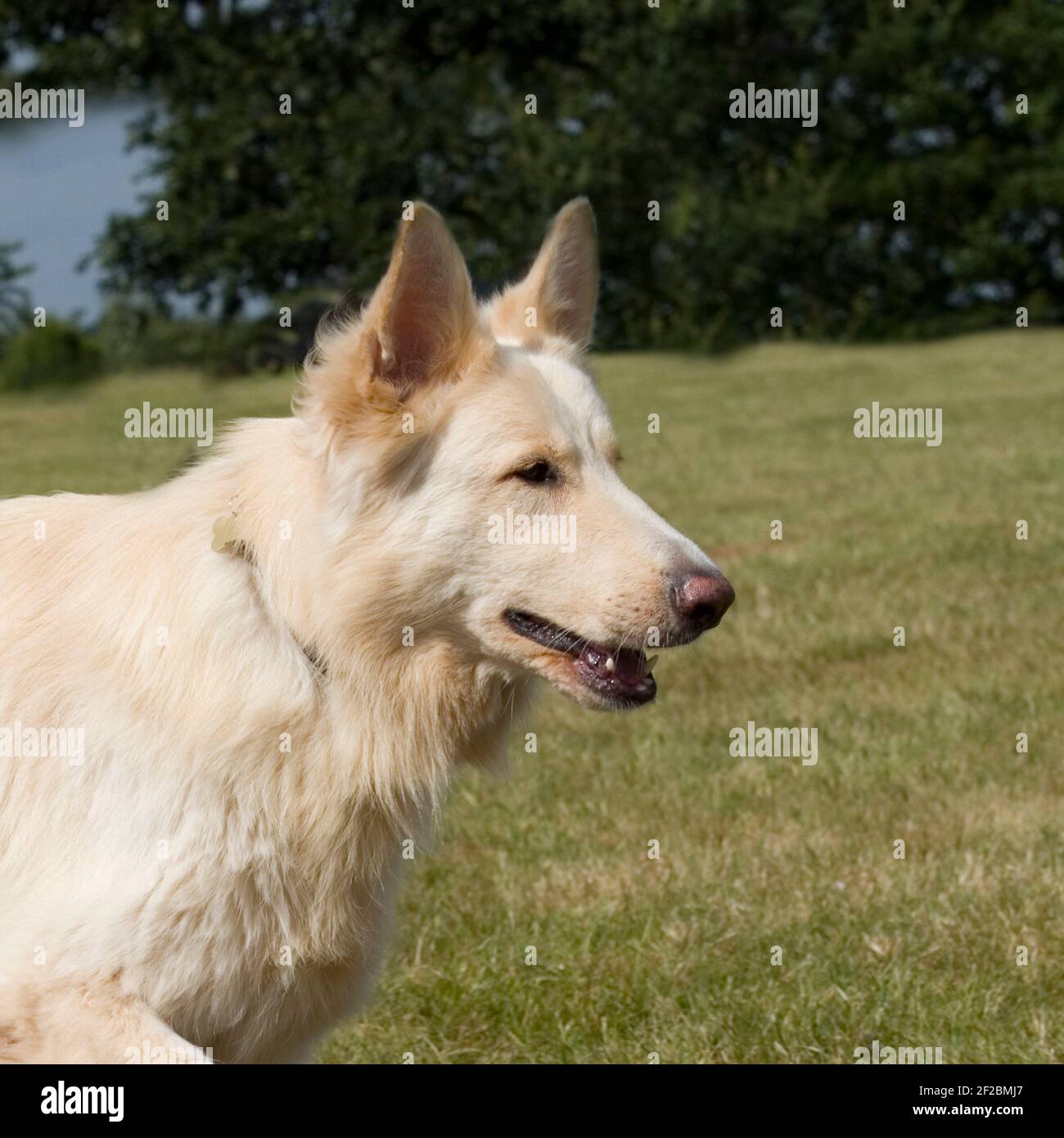 white shepherd dog Stock Photo - Alamy