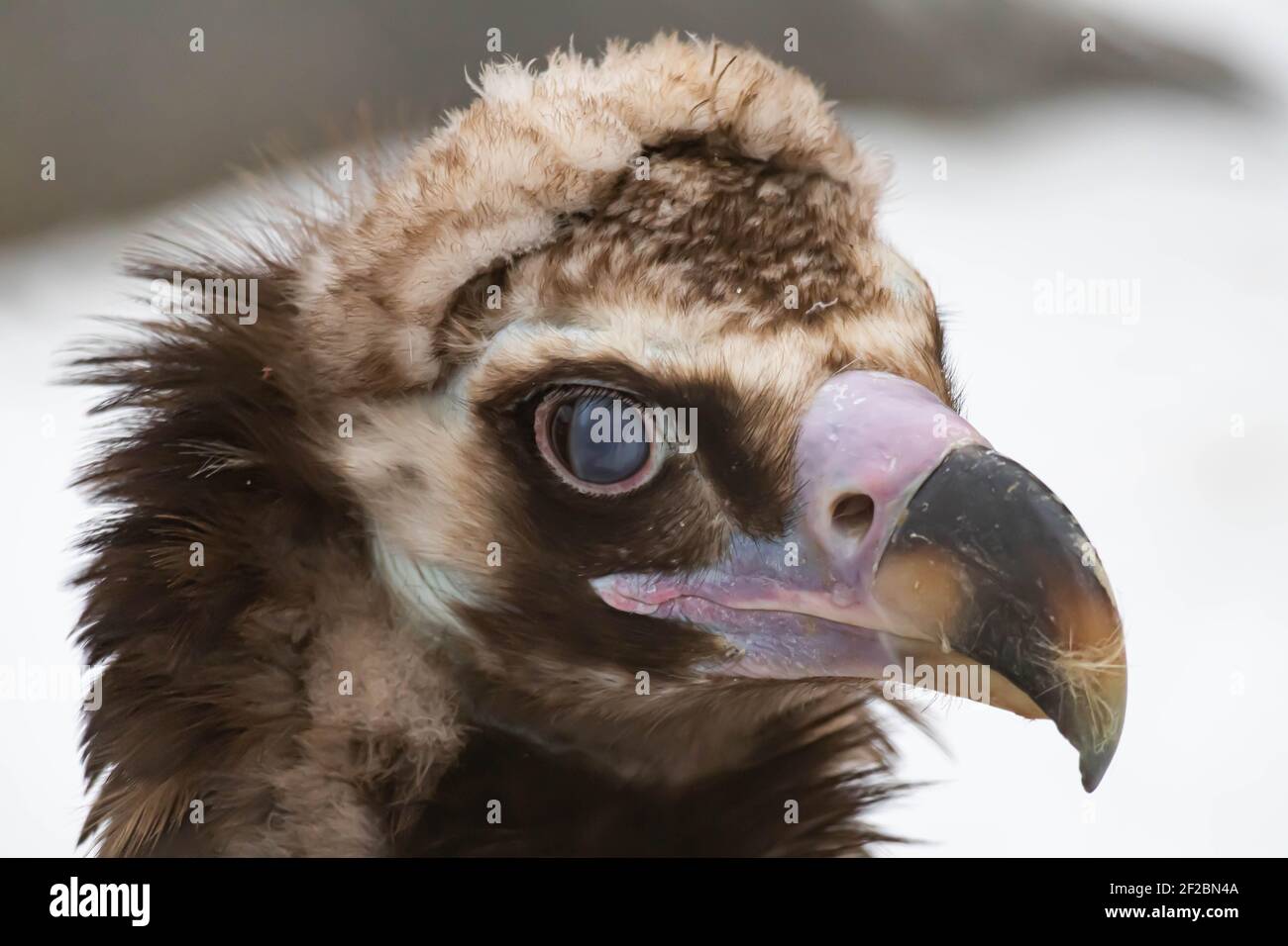 Portrait of an alert griffin sitting on the ground. Natural close-up of ...