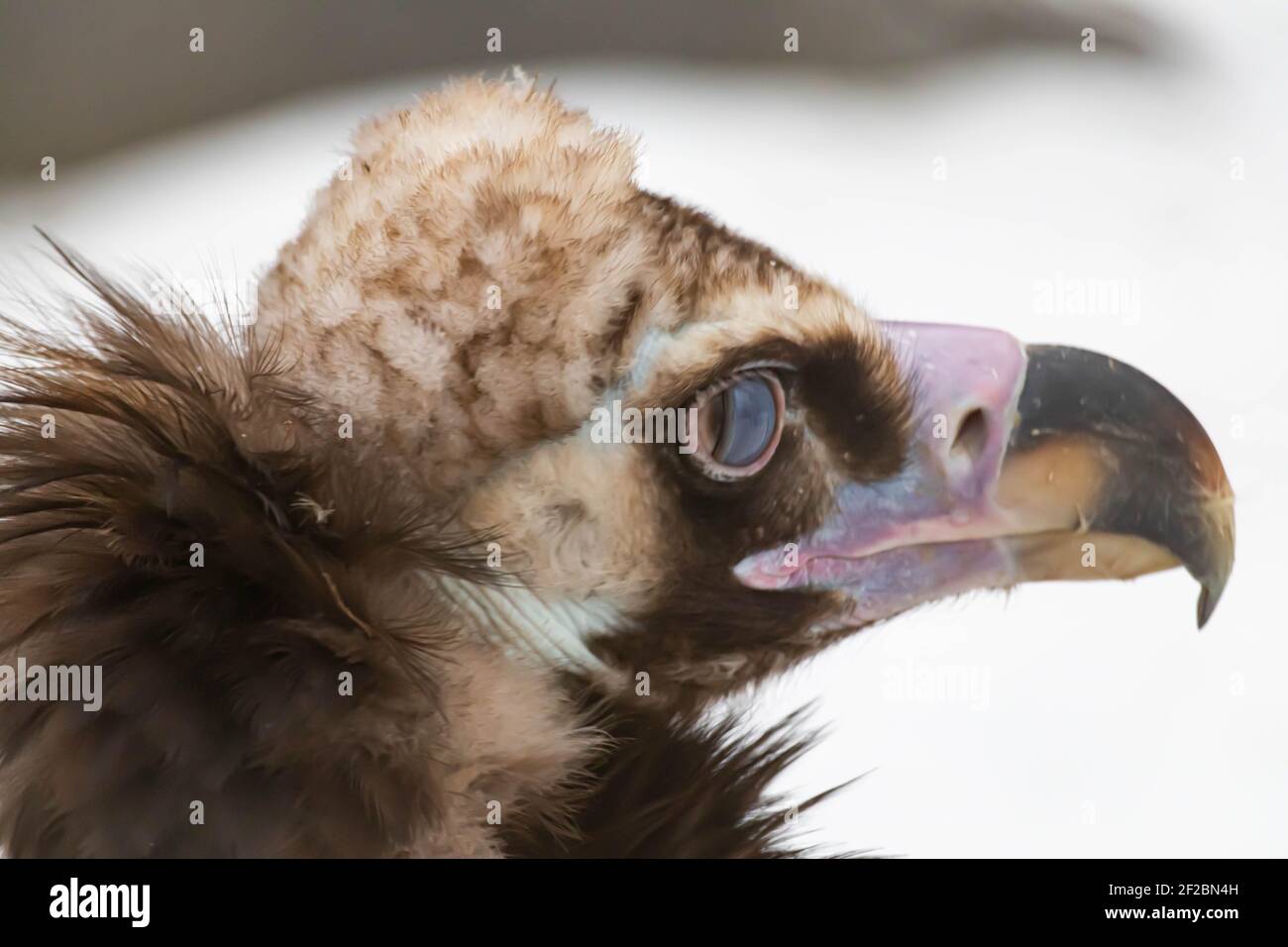 Eagle headed griffin hi-res stock photography and images - Alamy