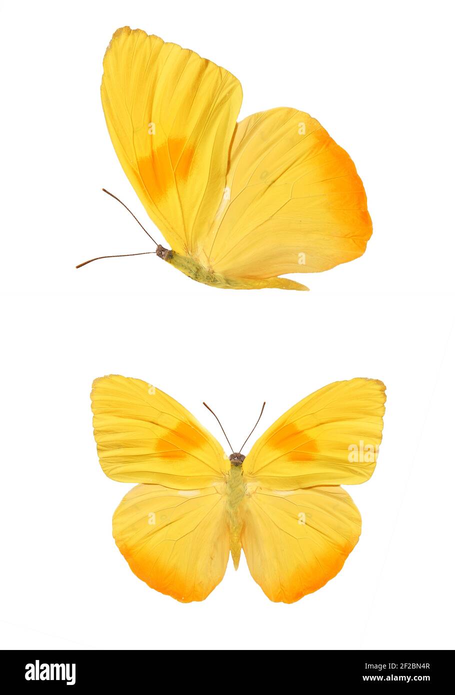 Two yellow butterflies fly hi-res stock photography and images - Alamy
