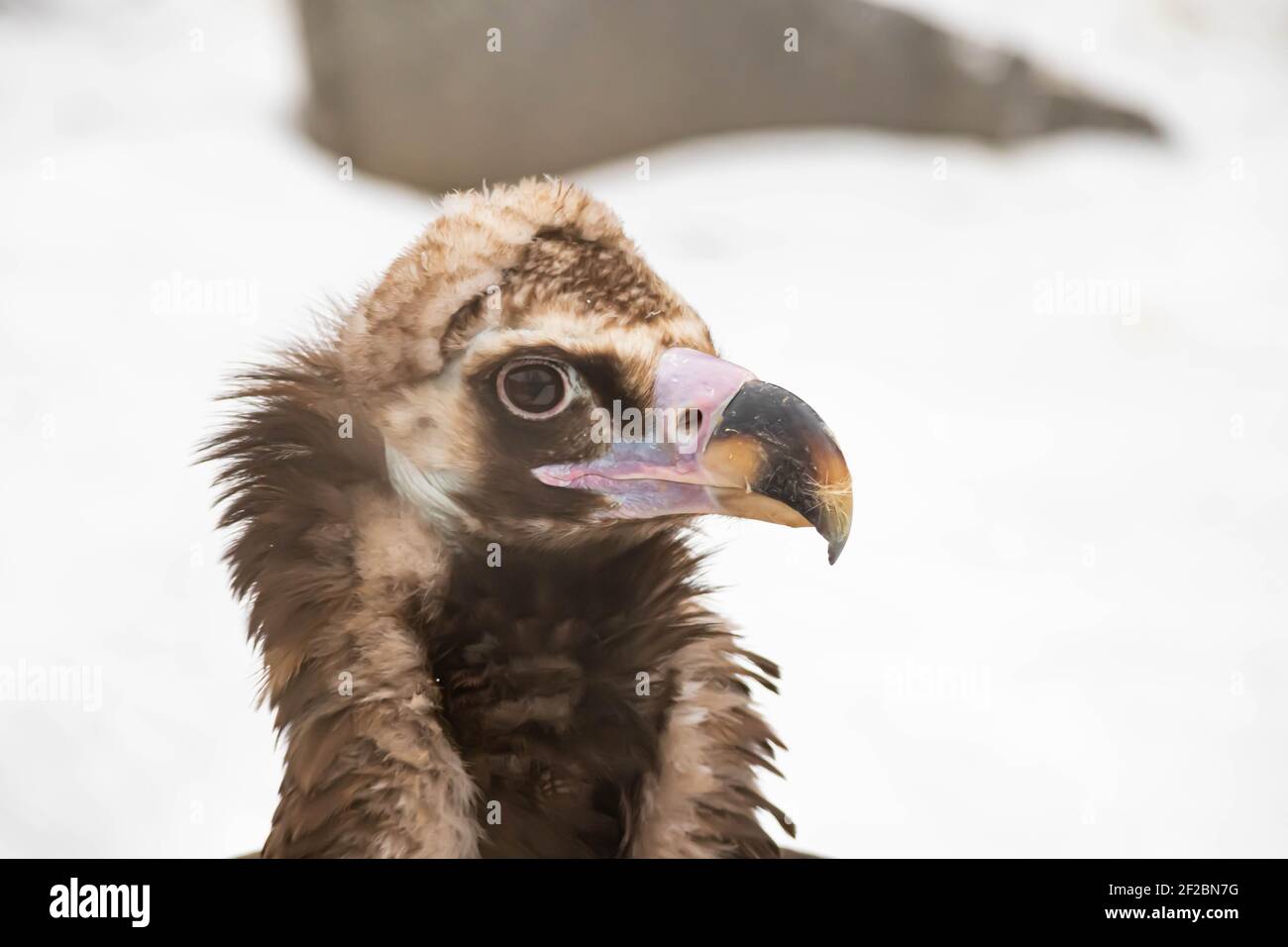 Portrait of an alert griffin sitting on the ground. Natural close-up of ...