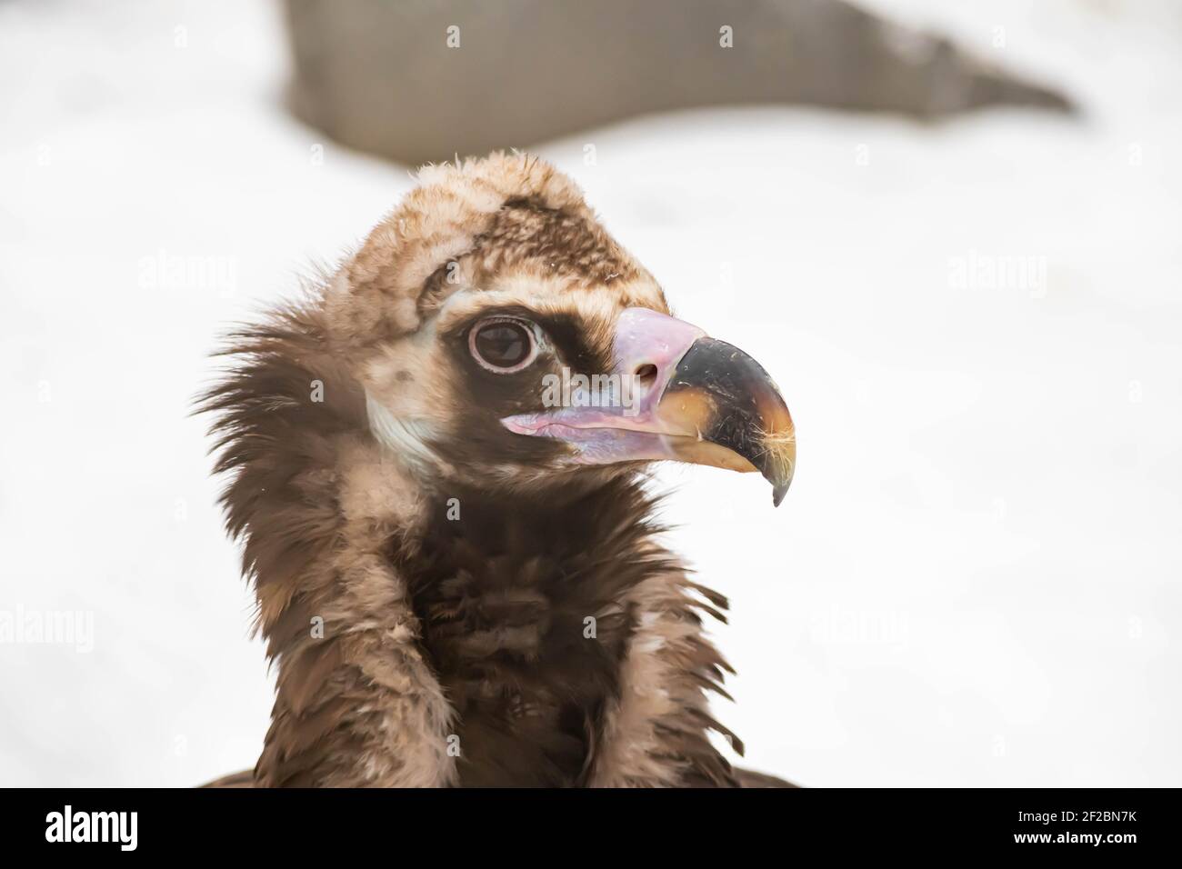 White headed griffon vulture hi-res stock photography and images - Alamy