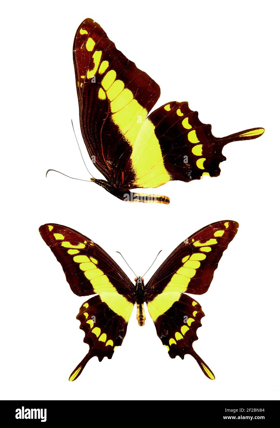 Two yellow butterflies fly hi-res stock photography and images - Alamy