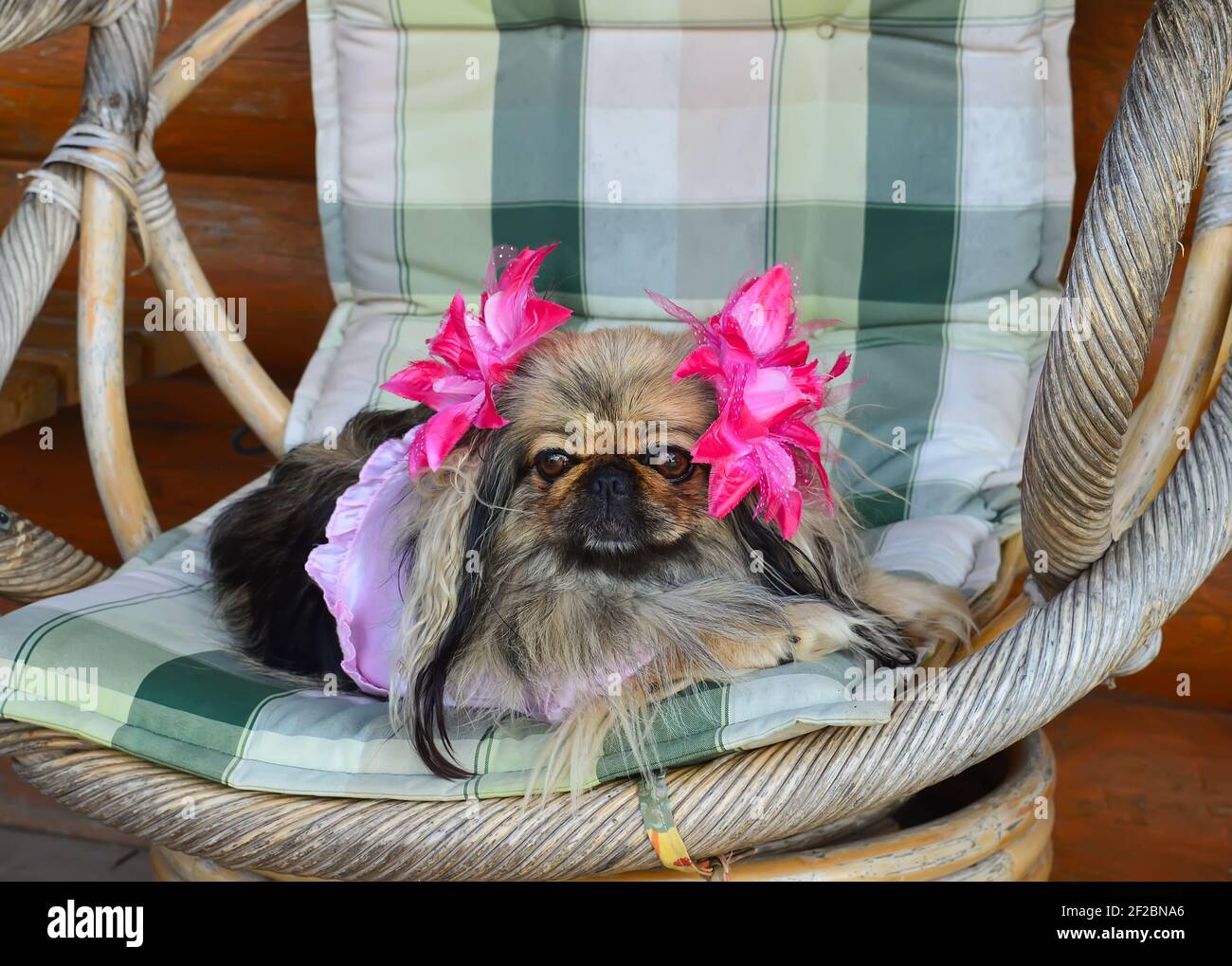 Beautiful funny pekingese dog with pink ribbons relaxing on garden ...