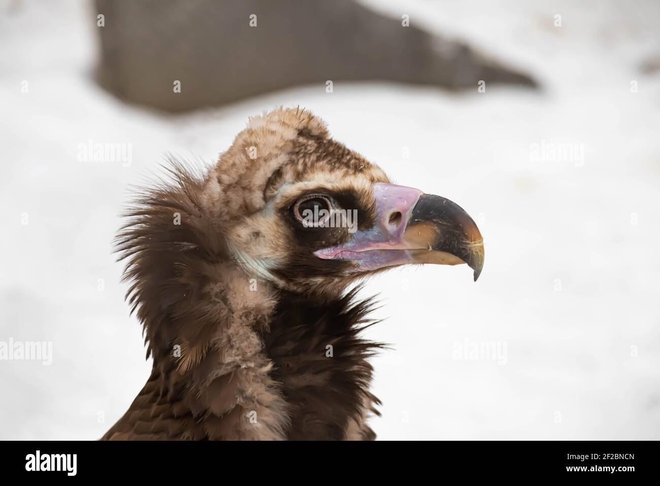 Portrait of an alert griffin sitting on the ground. Natural close-up of ...