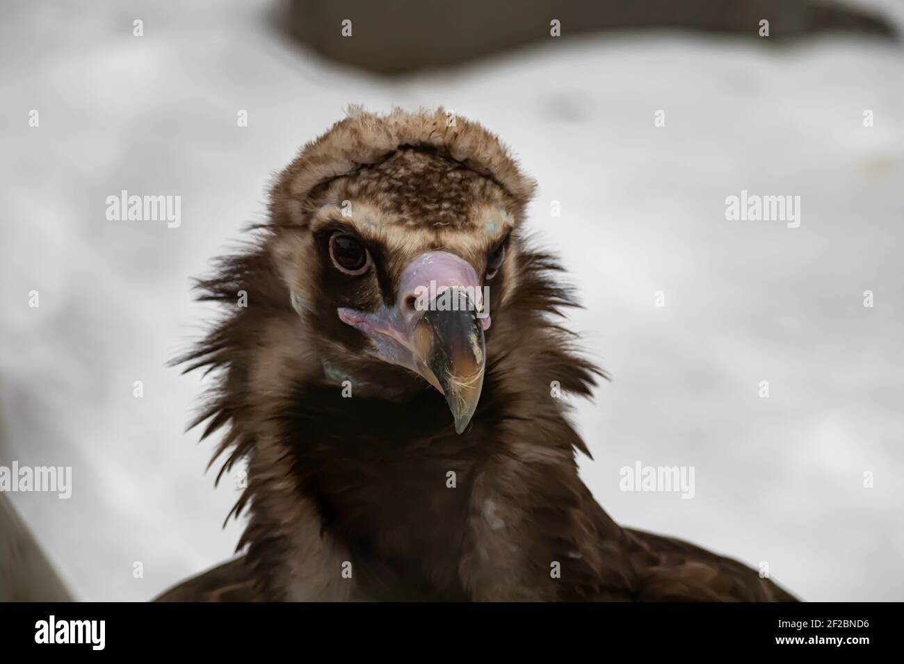 Portrait of an alert griffin sitting on the ground. Natural close-up of ...