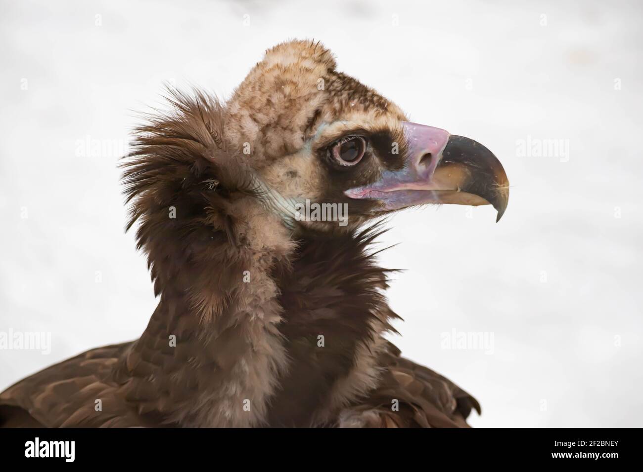Portrait of an alert griffin sitting on the ground. Natural close-up of ...